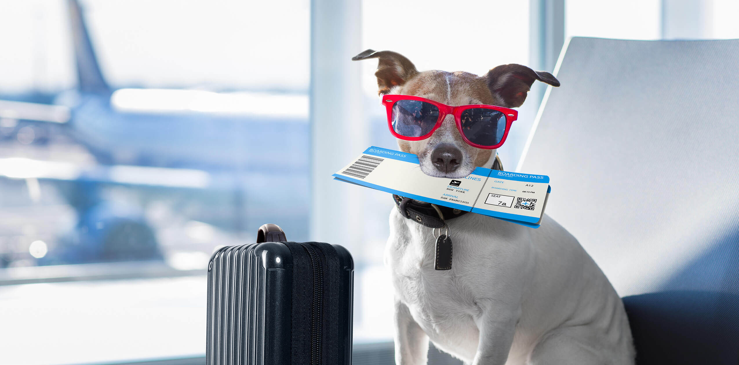 Pet Travel Certificates Near Me 91607 Best Friends Animal Hospital